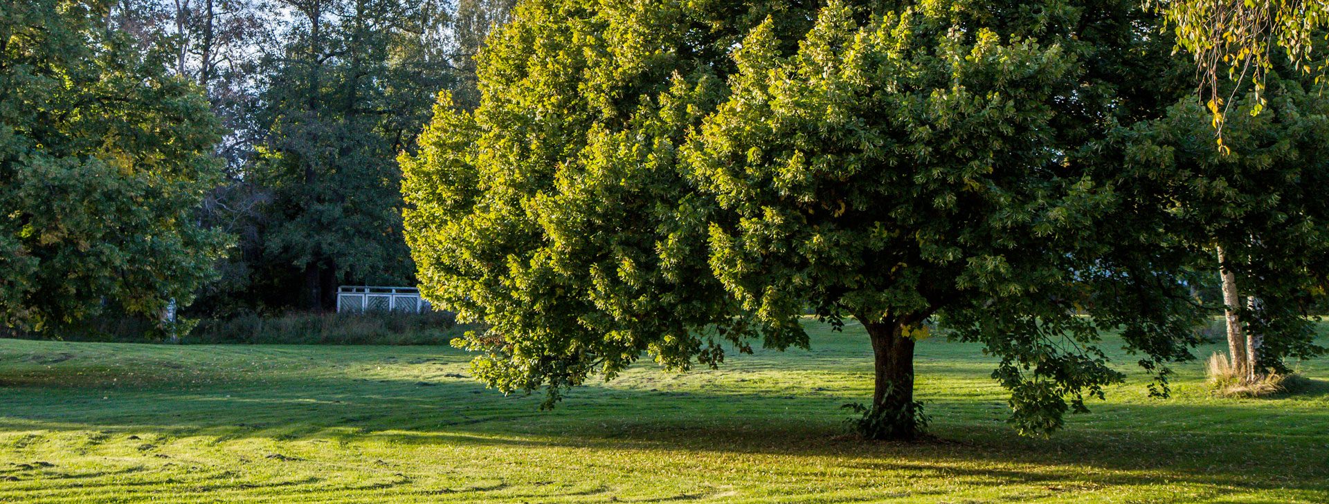 Action Tree Care – Local Tree Service Experts